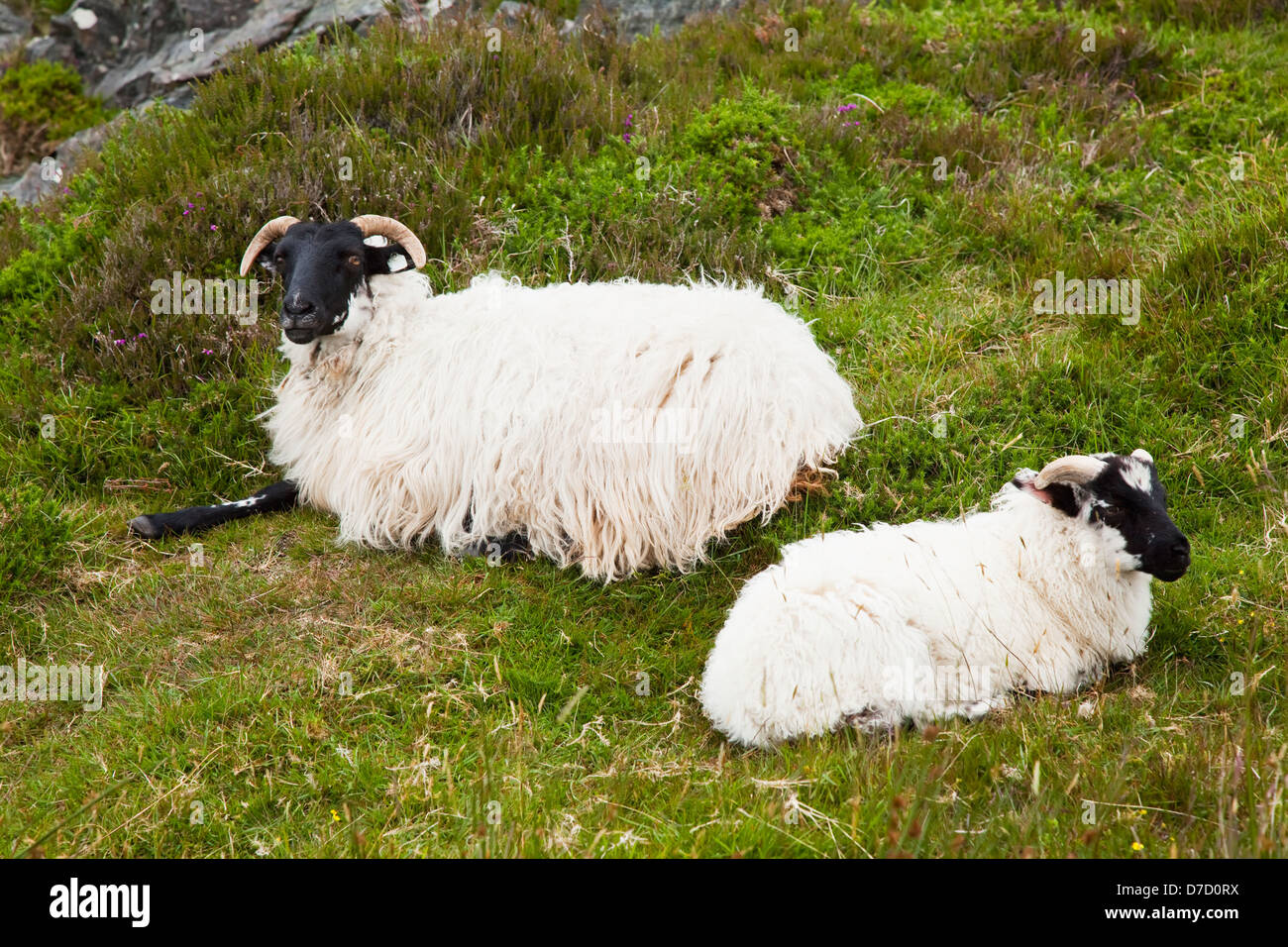 Sheep laying down hi-res stock photography and images - Alamy