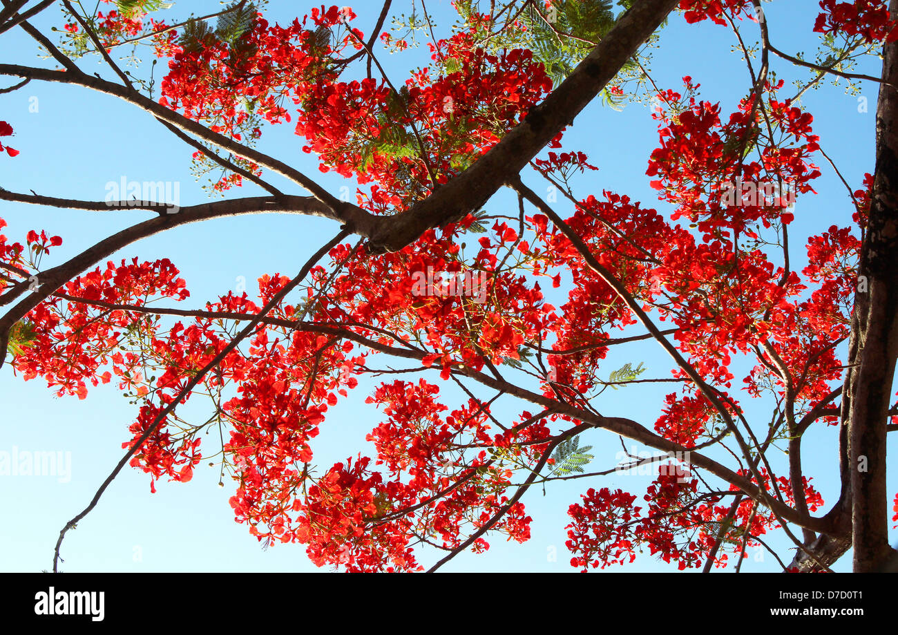 Royal poinciana tree hi-res stock photography and images - Alamy