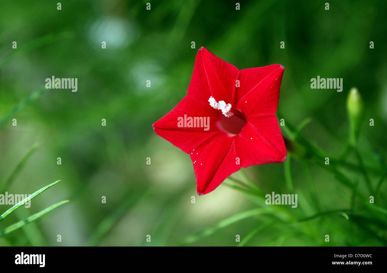 Star shape flower hi-res stock photography and images - Alamy
