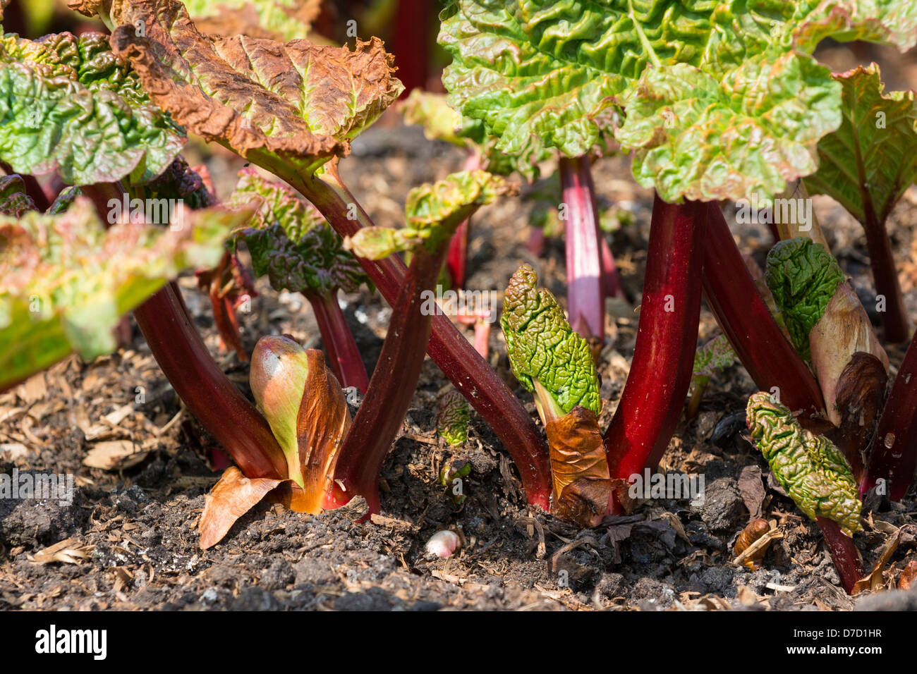 Edible rhizome hi-res stock photography and images - Alamy