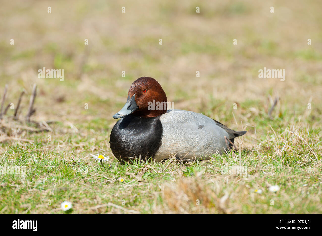 Red list birds of conservation concern 4 bocc 4 pochard hi-res stock ...