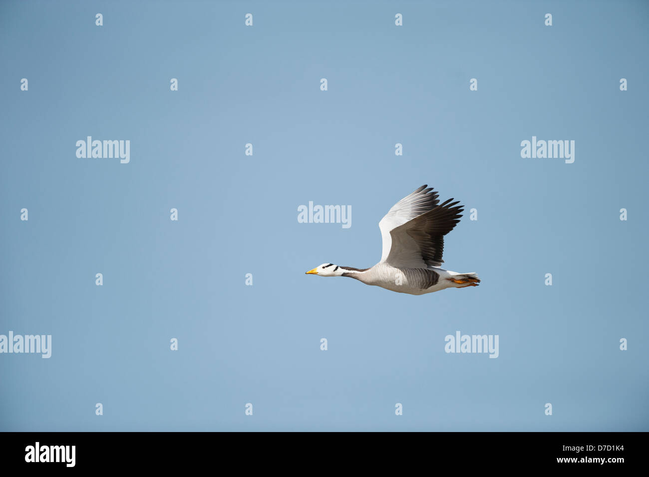 Bar headed goose in flight , Anser indicus, adult feral bird, Norfolk ...