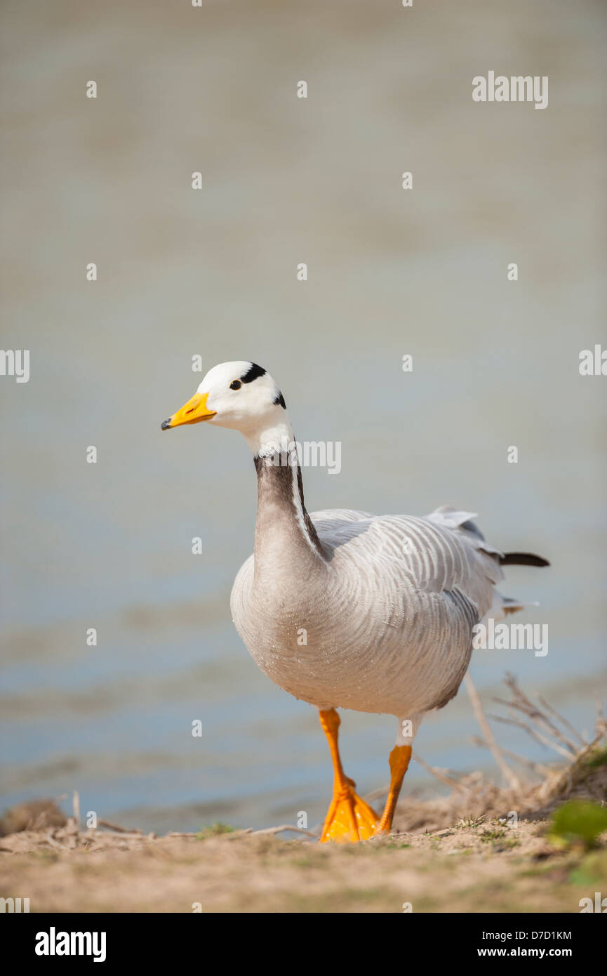 Indicus hi-res stock photography and images - Alamy