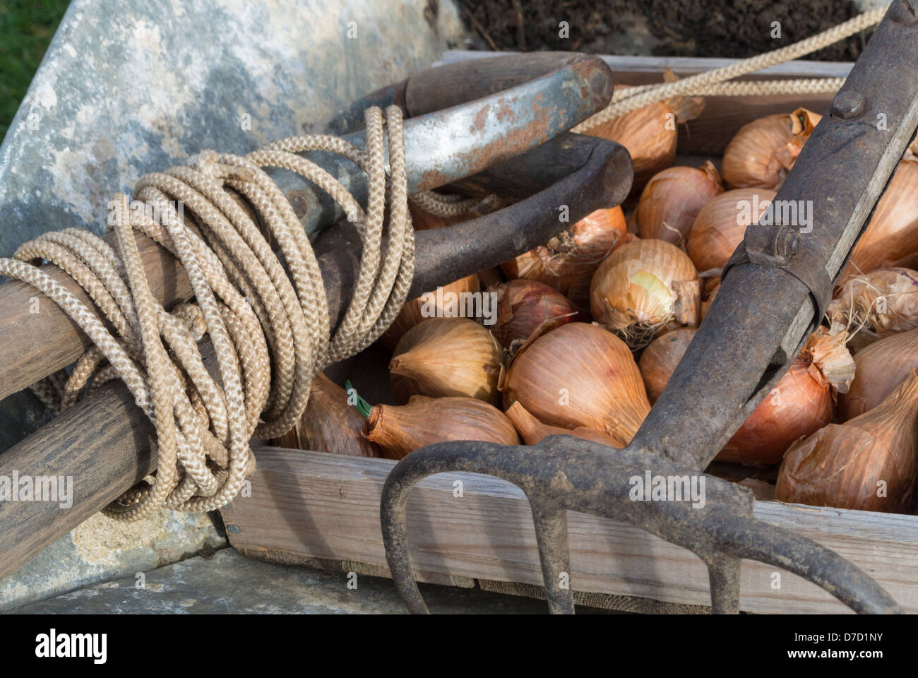 Garden shallots ready for planting with garden line and tools Stock ...
