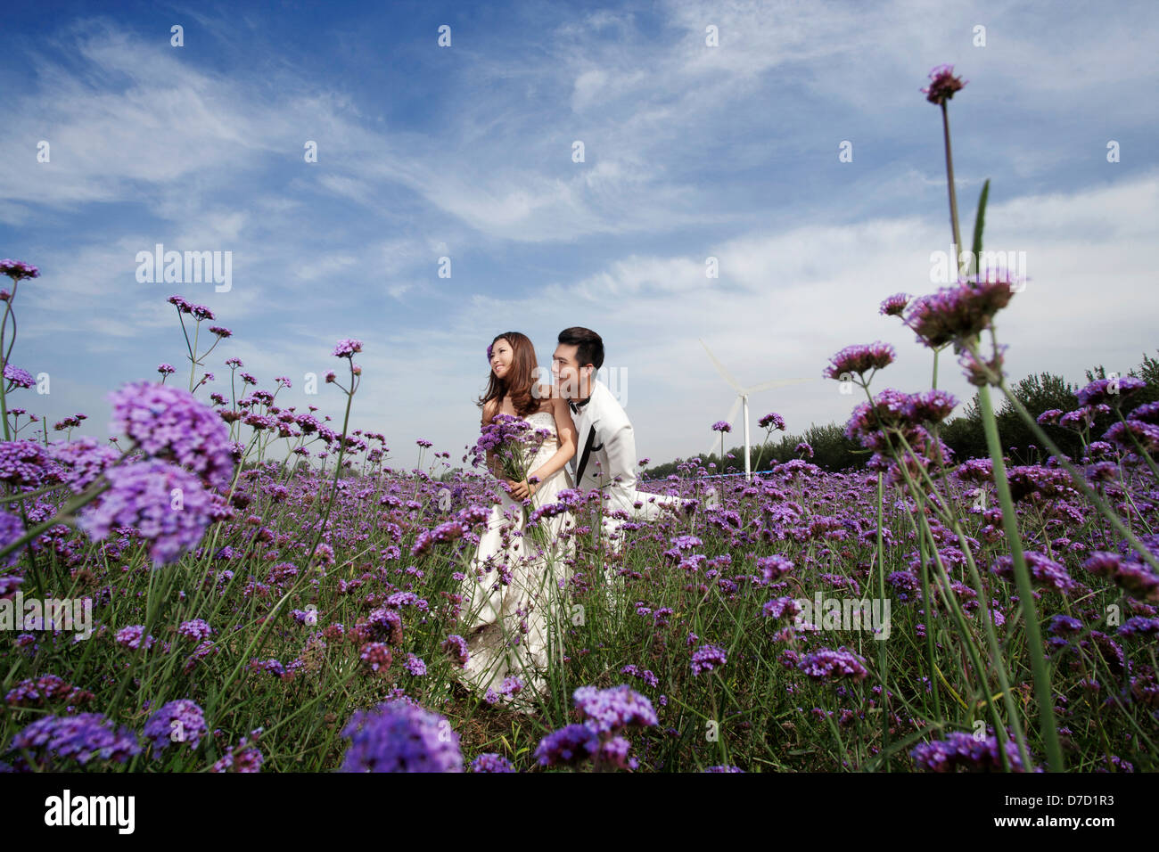 Romantic Lavender wedding couple Stock Photo - Alamy