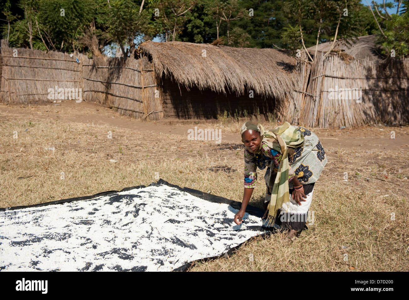 Cassava drying in the sun hi-res stock photography and images - Alamy