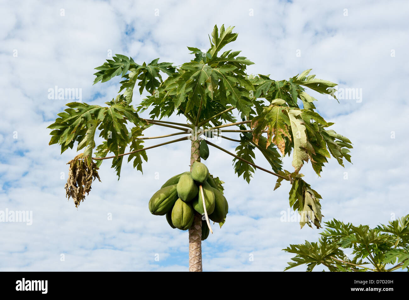 Papaya africa hi-res stock photography and images - Alamy