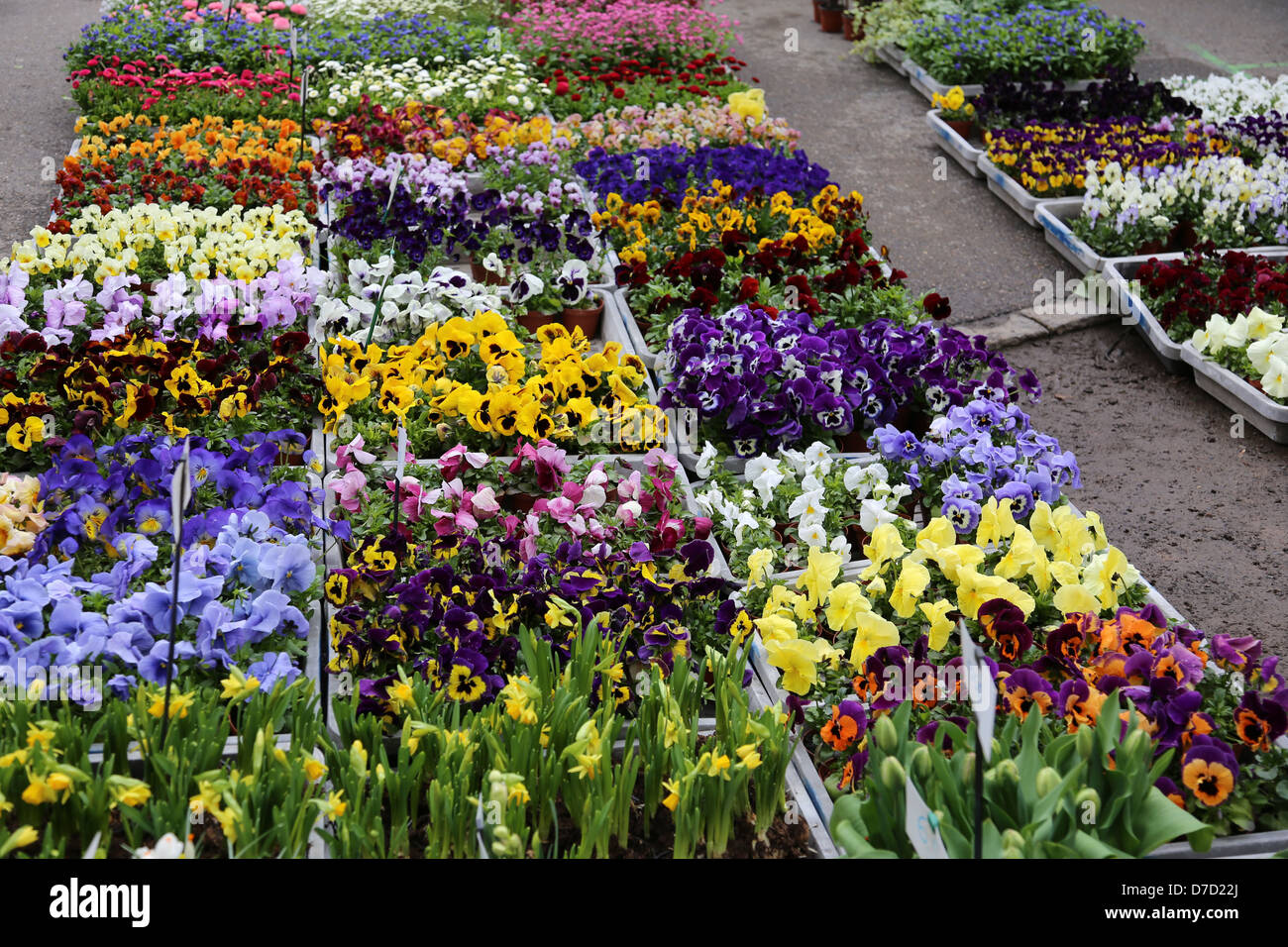 Viola seedlings hi-res stock photography and images - Alamy