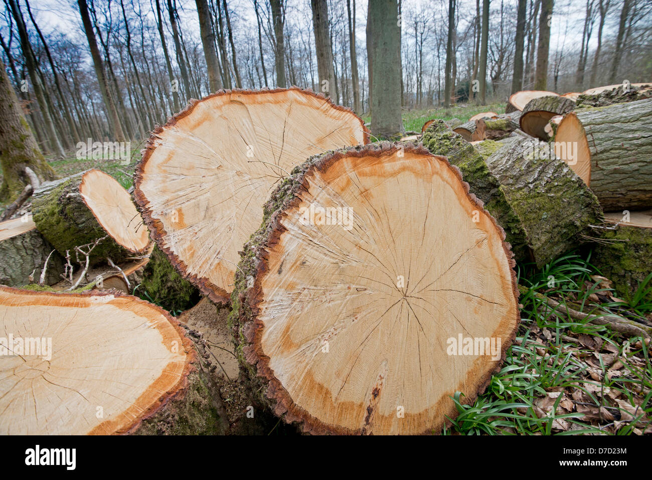 Timber harvest hi-res stock photography and images - Alamy