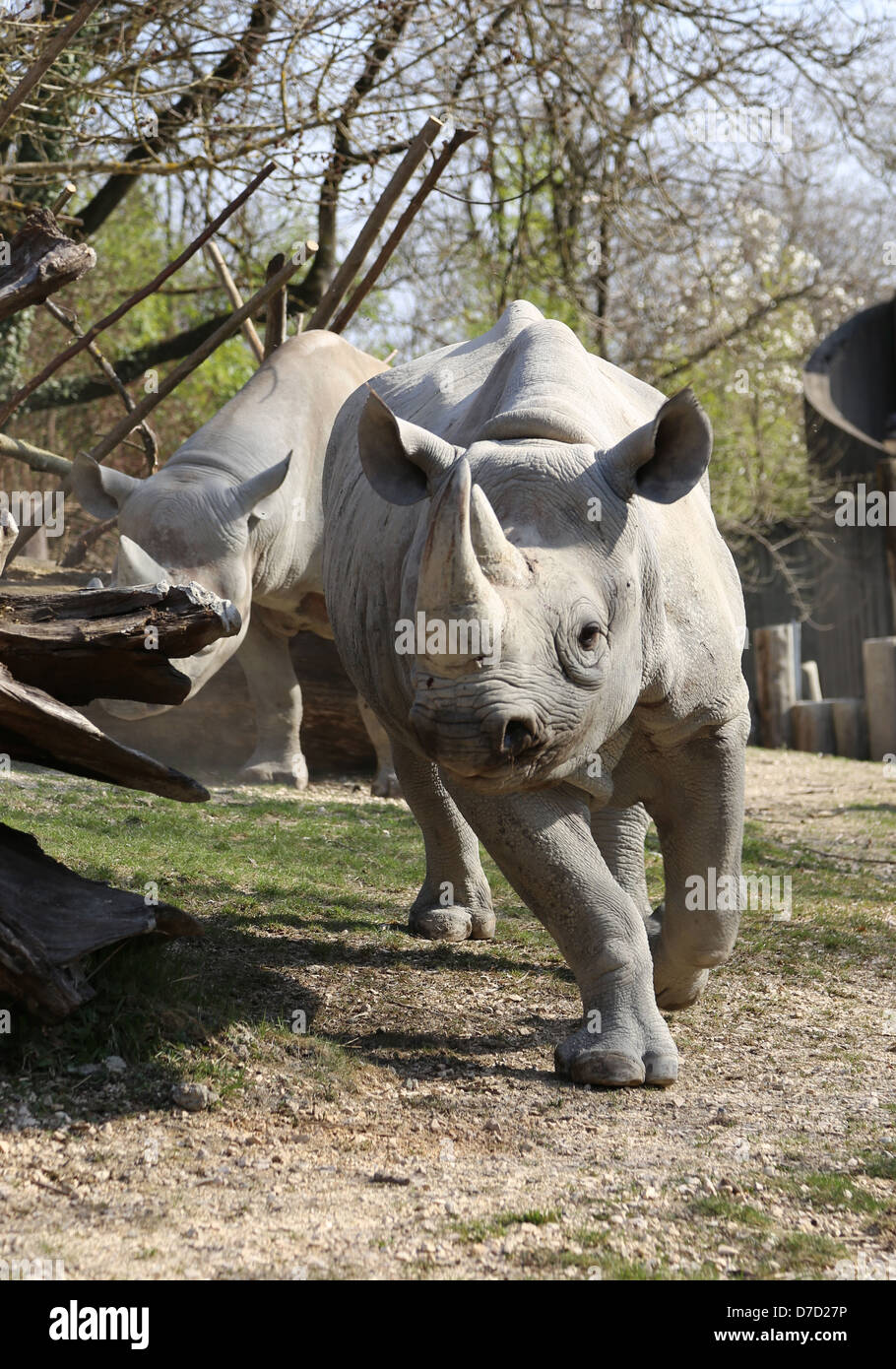 Rhino Running High Resolution Stock Photography and Images - Alamy