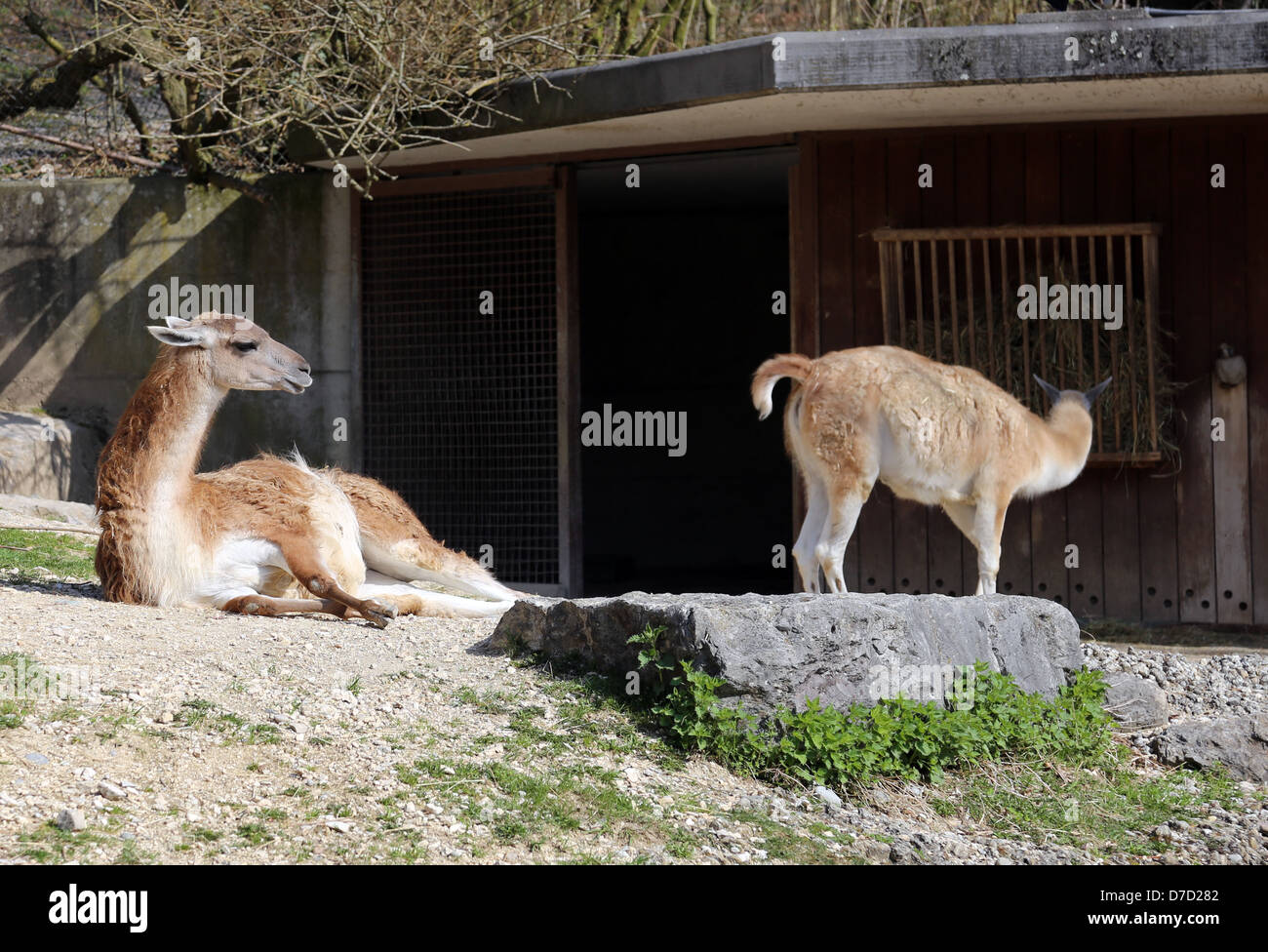 Two guanaco animals in a zoo Stock Photo - Alamy