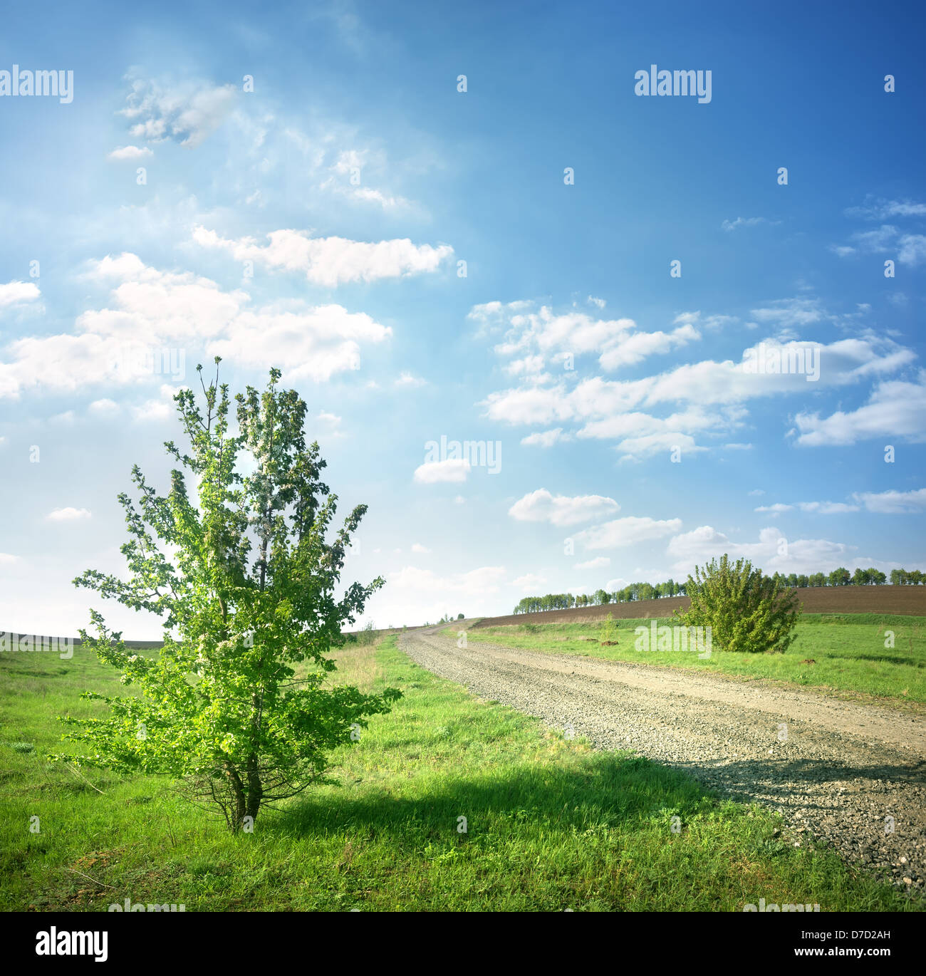 Landscapes a green tree the trees hi-res stock photography and images ...