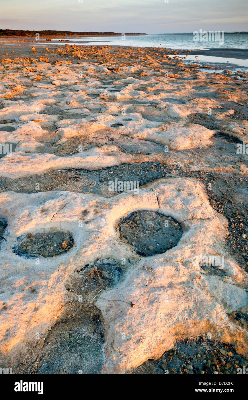 Limestone formations exposed at sunset on the shoreline of Coorong ...