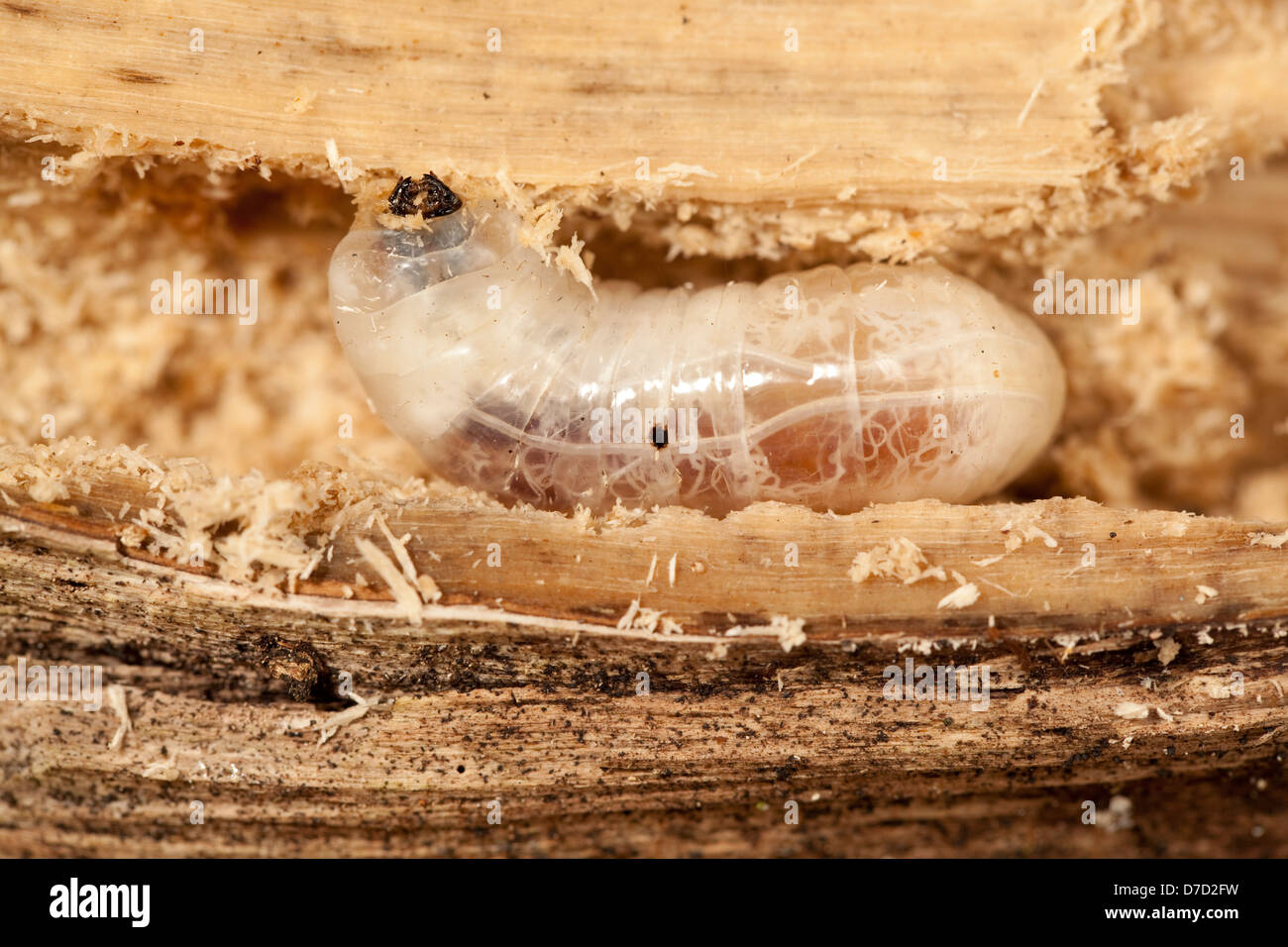 big larva in trunk tree Stock Photo - Alamy