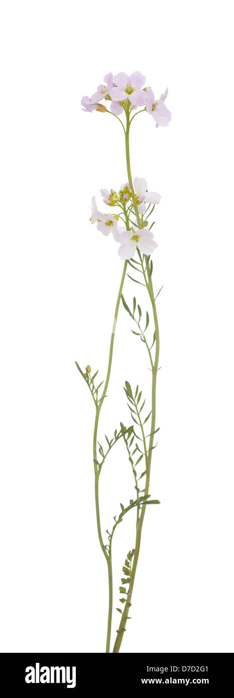 white cress meadow (Cardamine pratensis) on white Stock Photo - Alamy