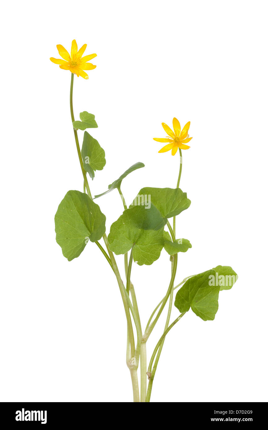 young yellow flower Ranunculus ficaria on white Stock Photo - Alamy