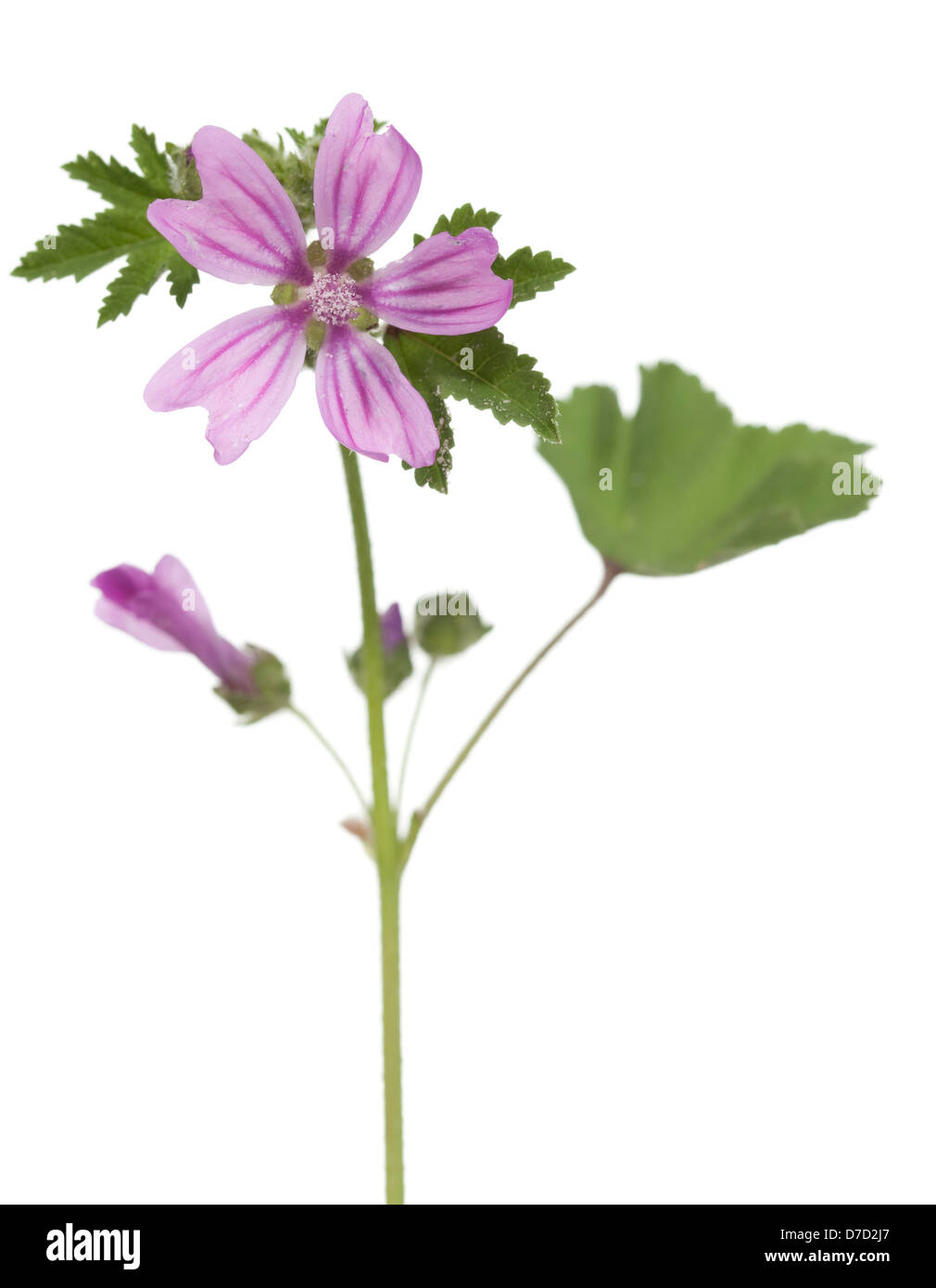 single wild mallow flower on white background Stock Photo - Alamy