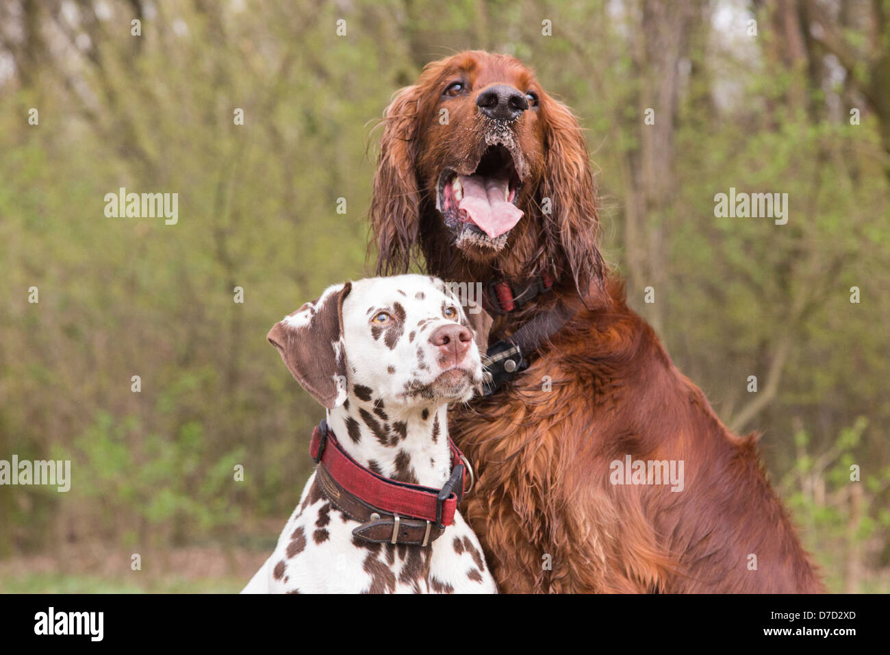 Two dogs sitting near each other looking to the trainer Stock Photo - Alamy