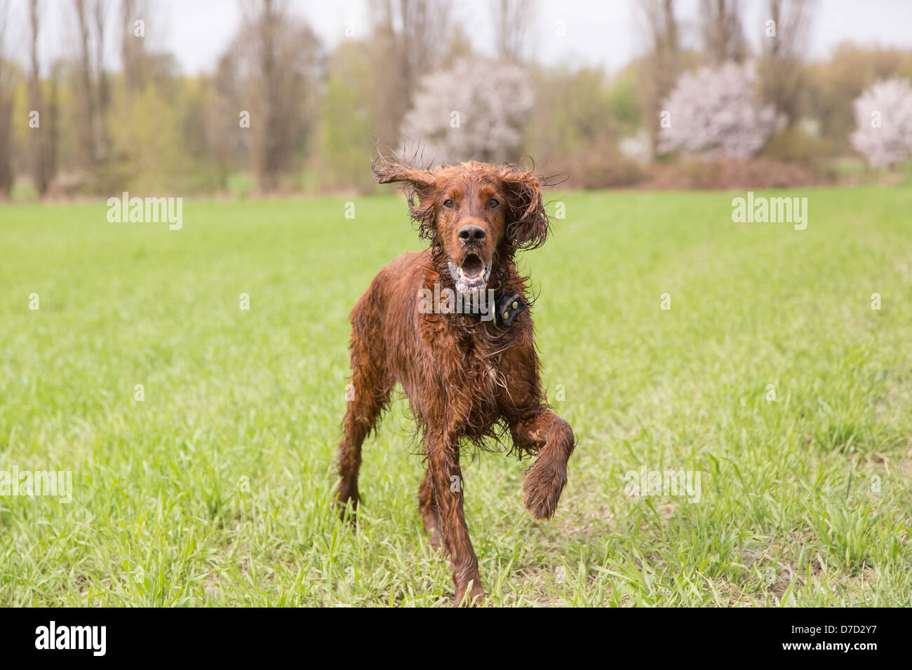 A irish setter hi-res stock photography and images - Alamy