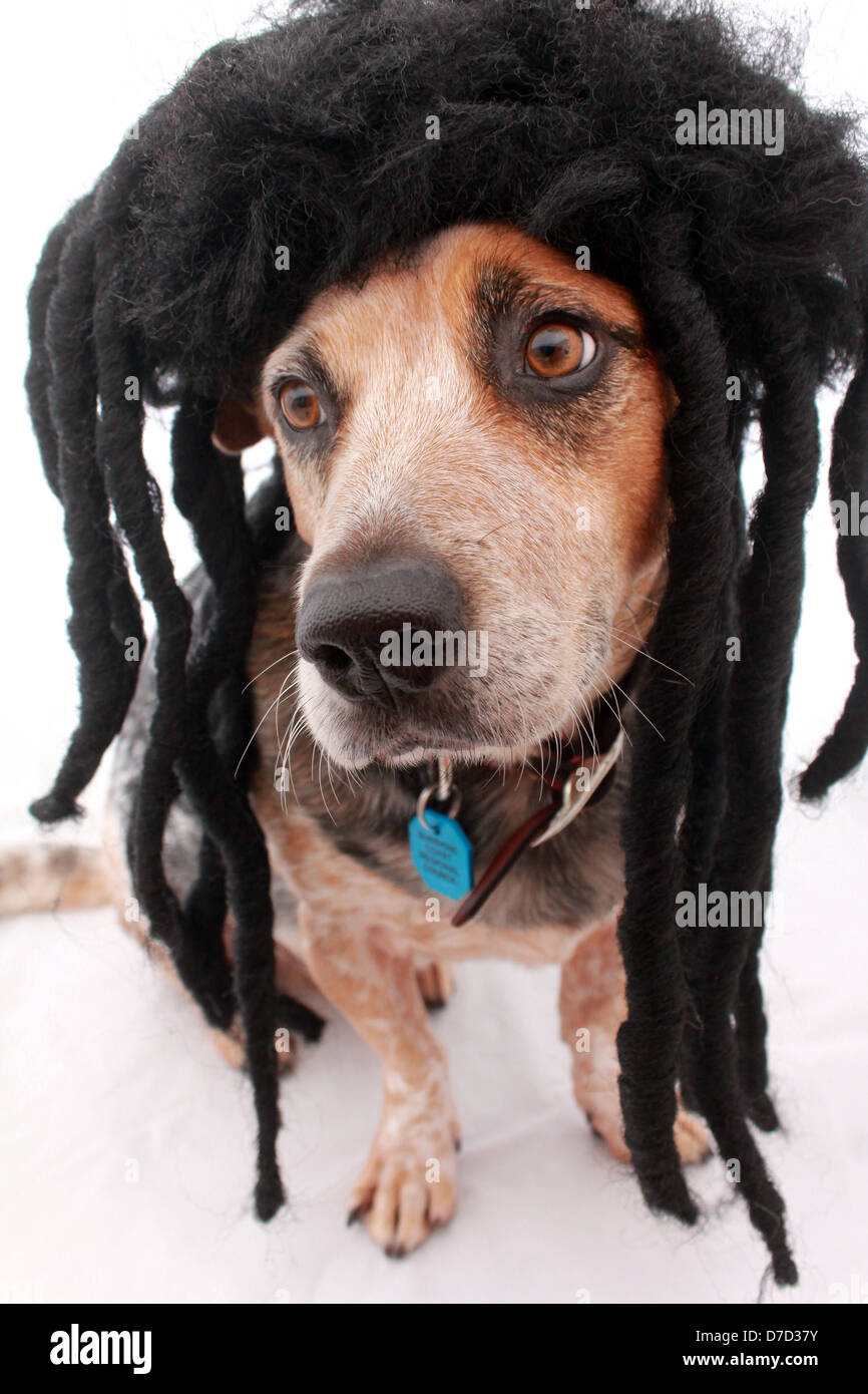 Dog With Dreadlocks