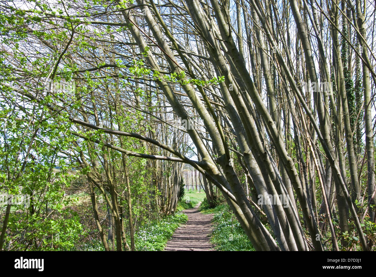 Coppiced wood hi-res stock photography and images - Alamy