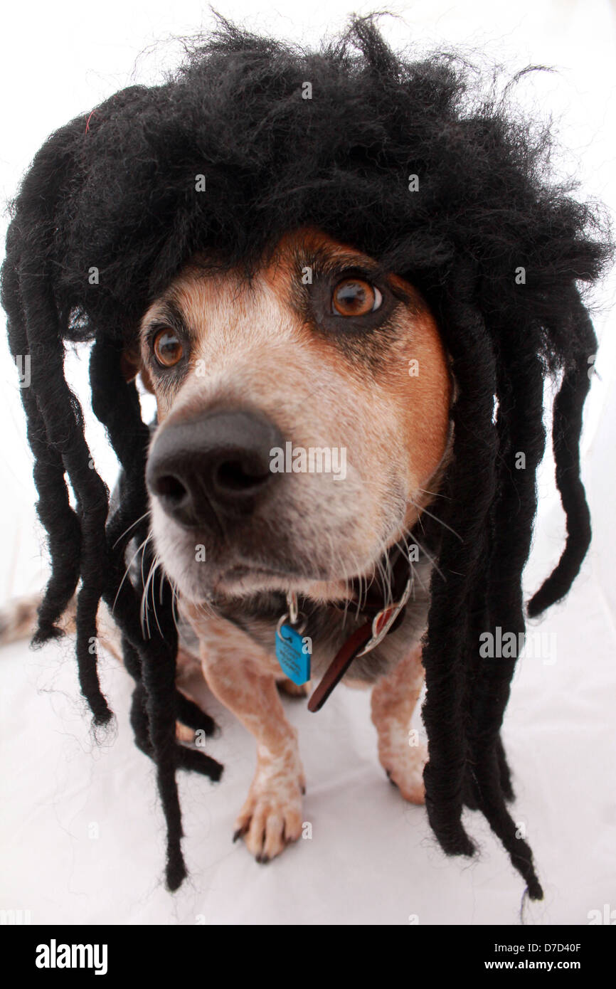 Rasta dog hi-res stock photography and images - Alamy