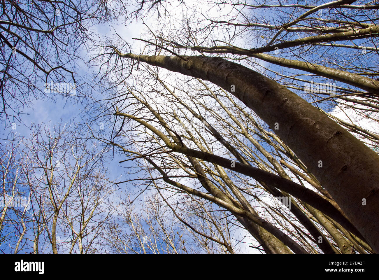 Under tall trees hi-res stock photography and images - Alamy