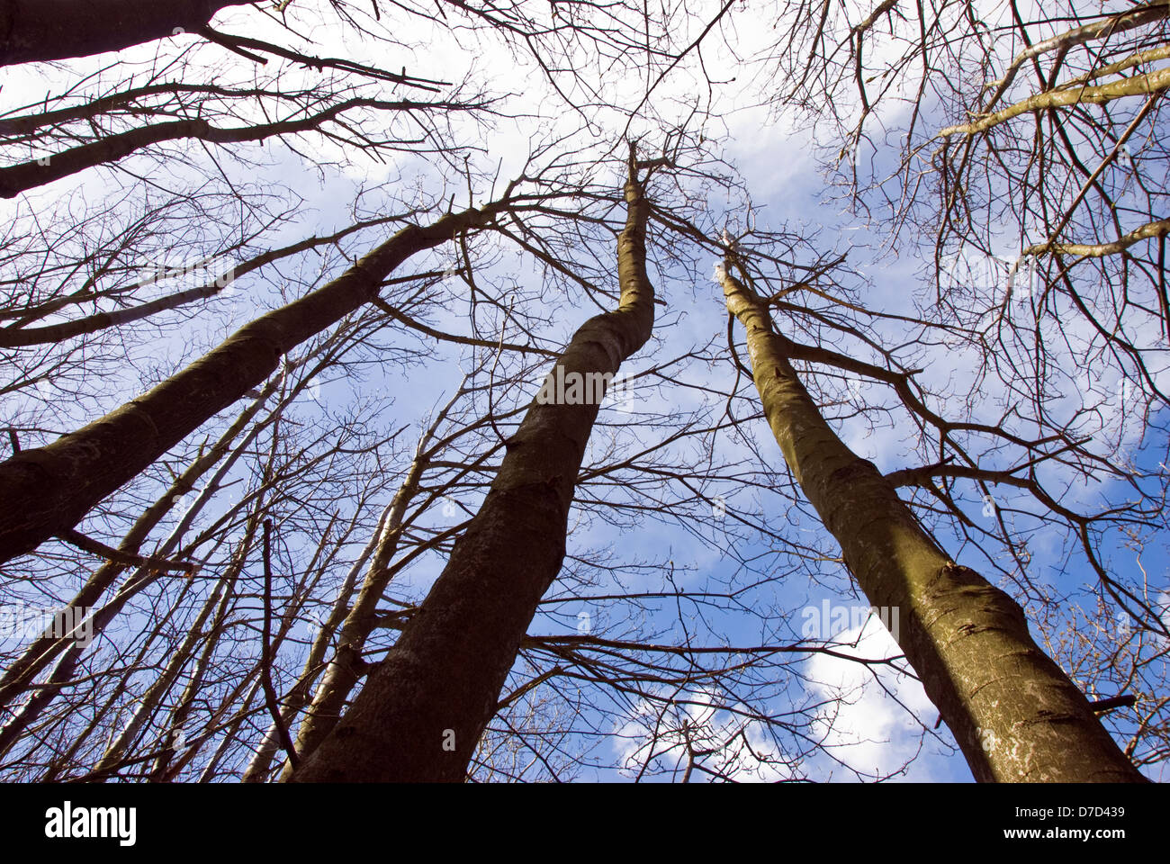 Looking upwards under tall trees Stock Photo - Alamy