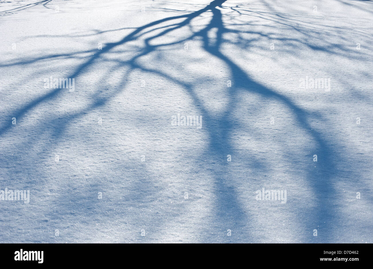 The shadow of a locust tree makes shadows on the snow on a cold winter ...
