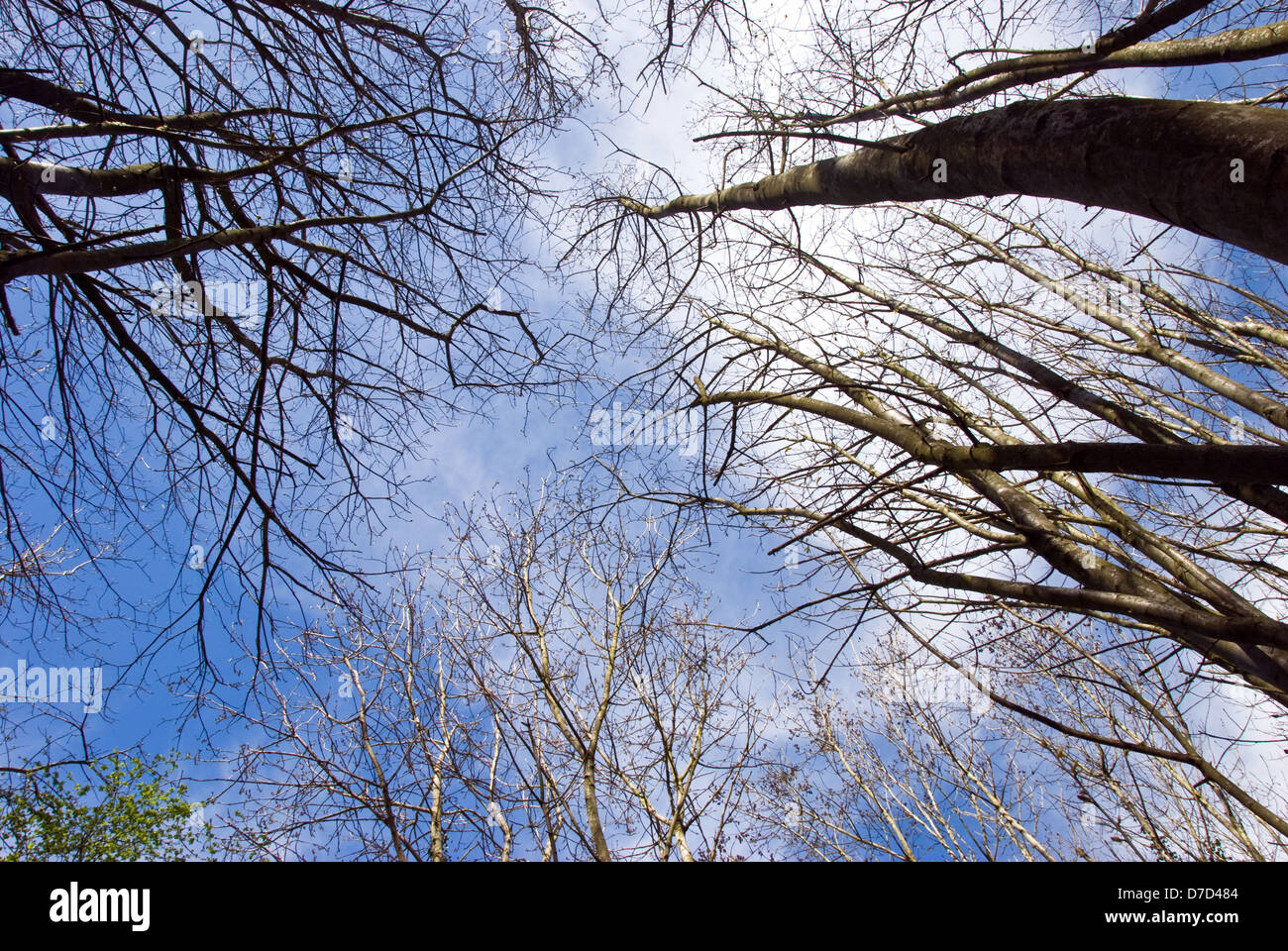 Looking upwards under tall trees Stock Photo - Alamy