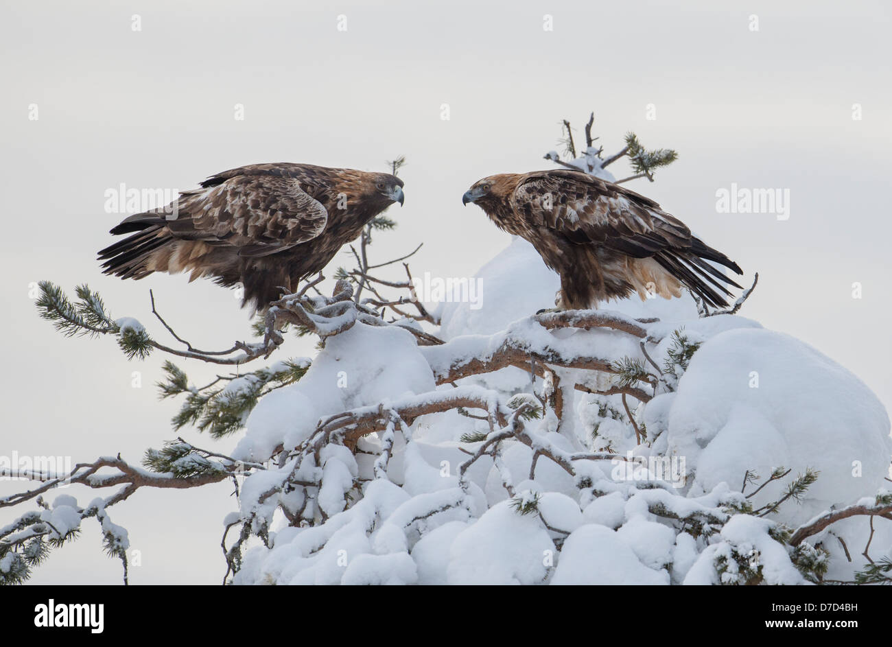 Golden eagles hi-res stock photography and images - Alamy