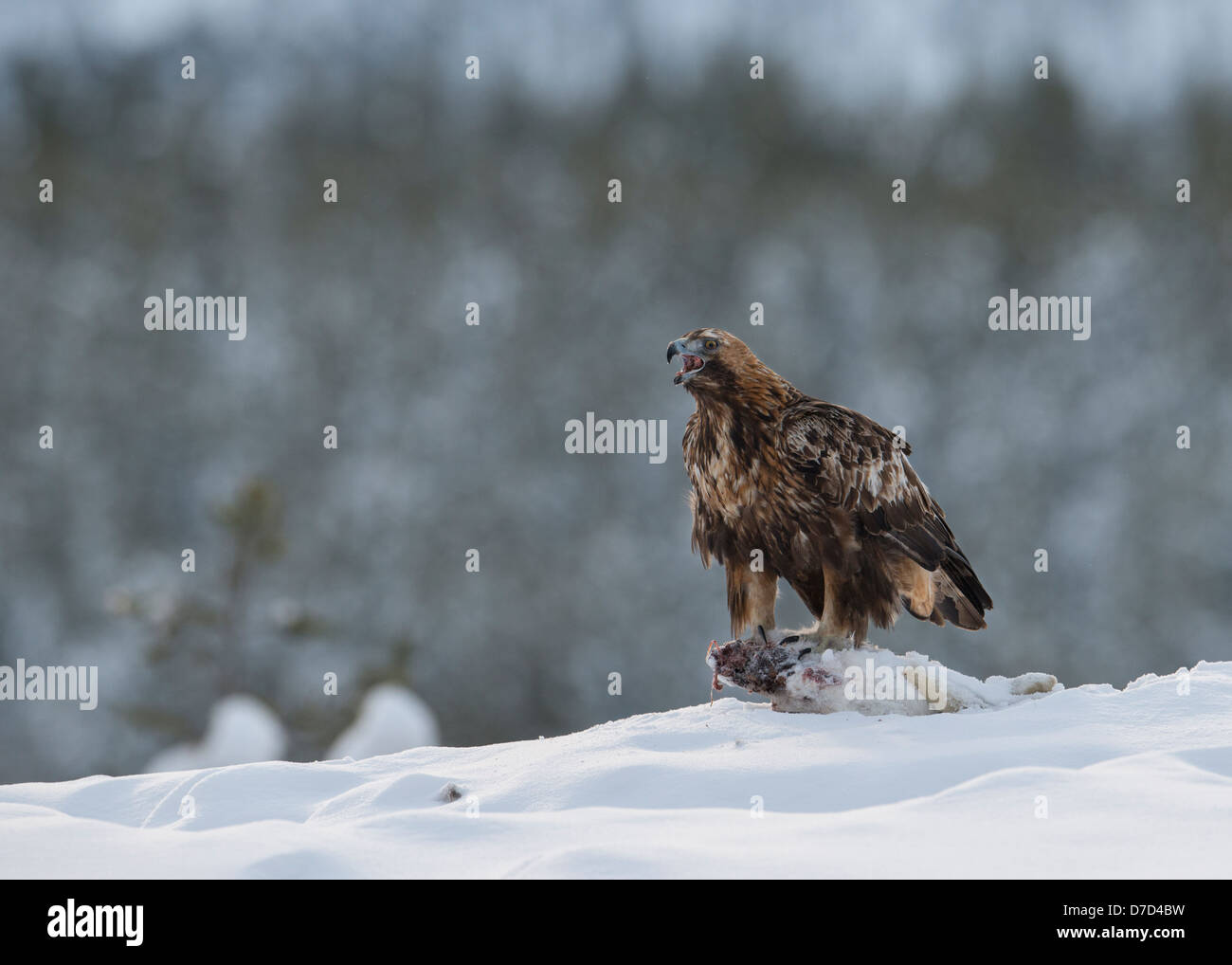 Golden Eagle on prey wings on snow mouth open calling mate Stock Photo ...