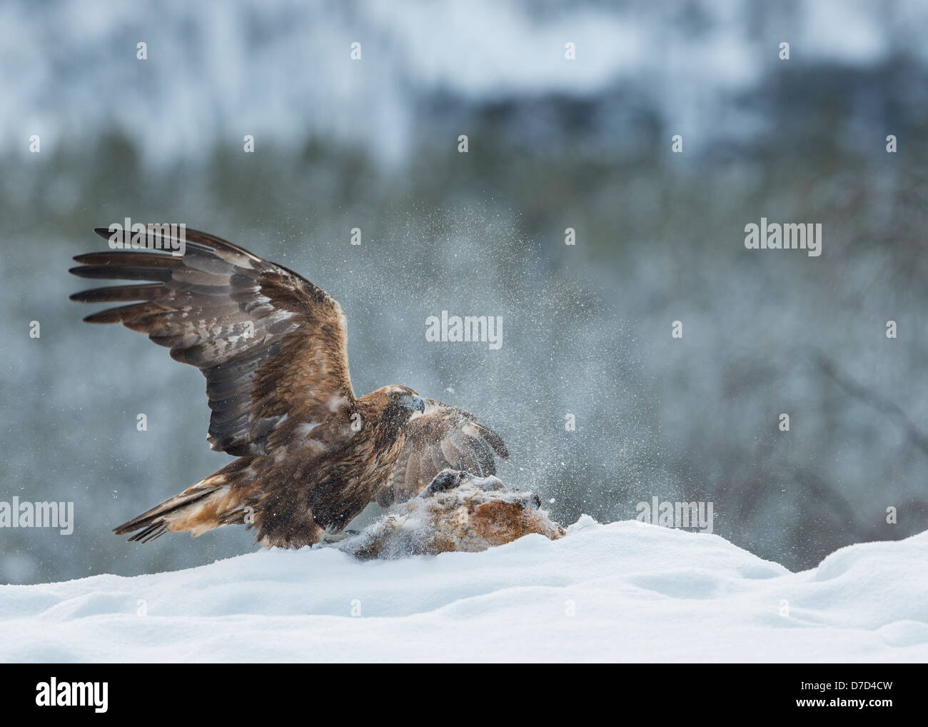 Eagle with outstretched wings hi-res stock photography and images - Alamy