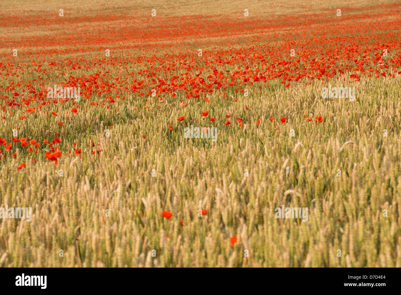 Barley poppy field hi-res stock photography and images - Alamy