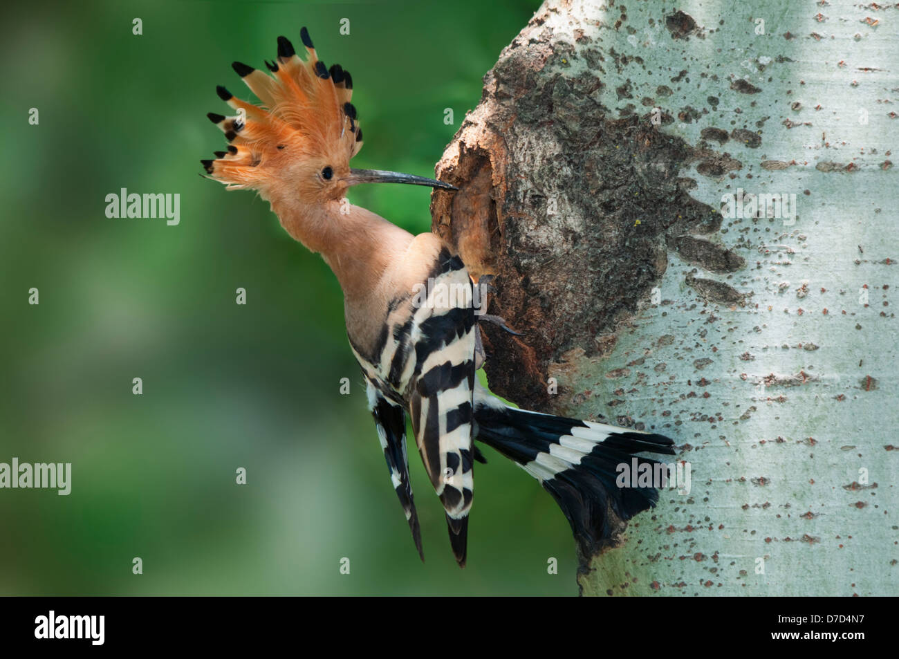 A hoopoe bird in front of a tree nest hole with its feather crown ...