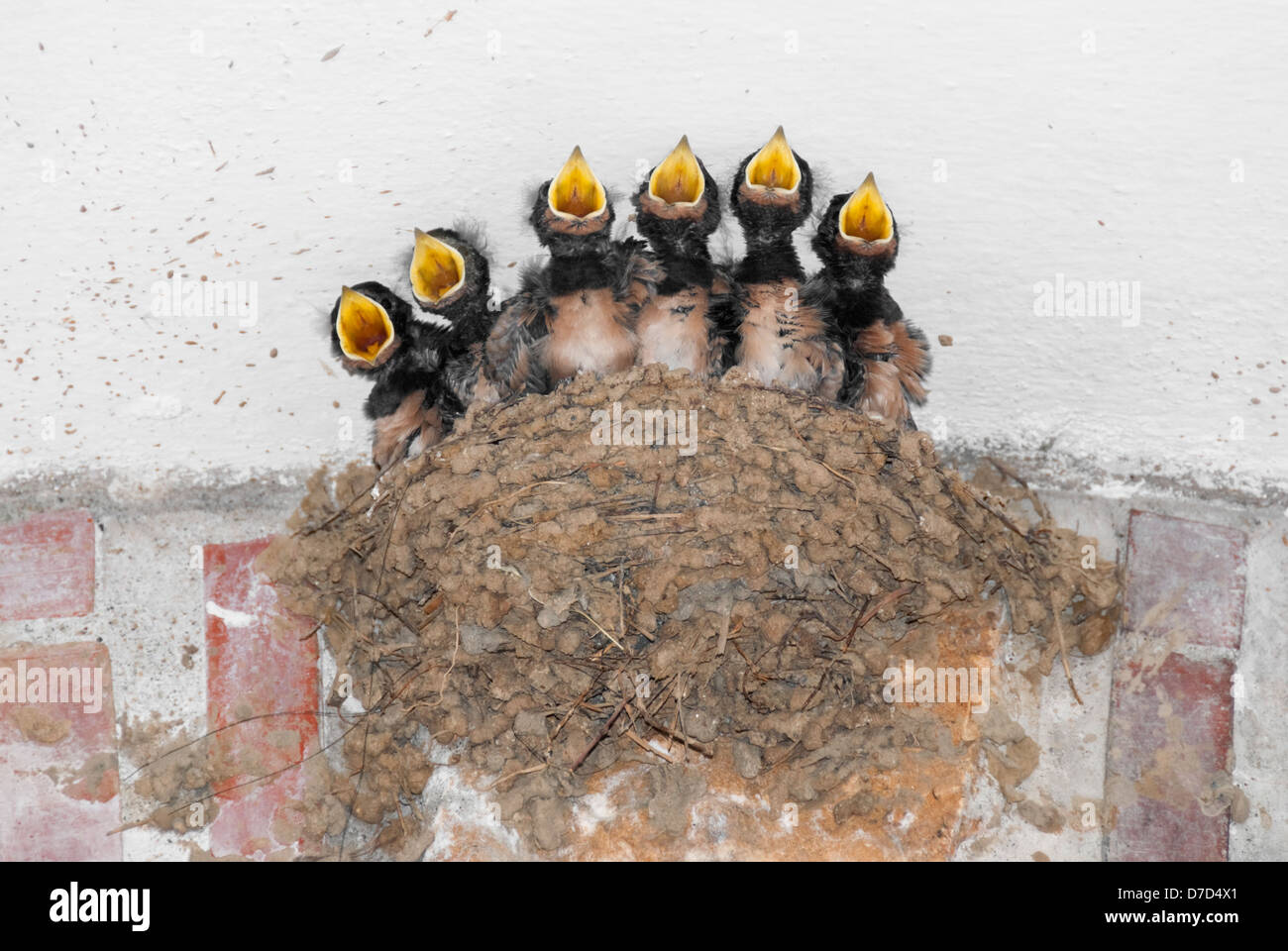 Barn swallow nest hi-res stock photography and images - Alamy