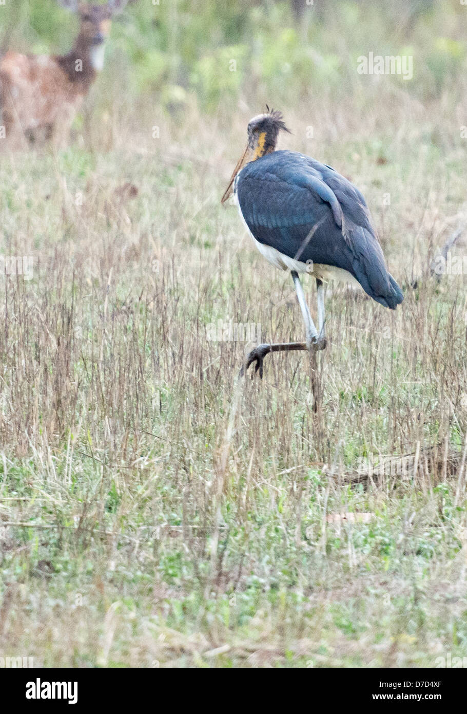 Black Stork in Bandhavgarh National Park, India Stock Photo - Alamy