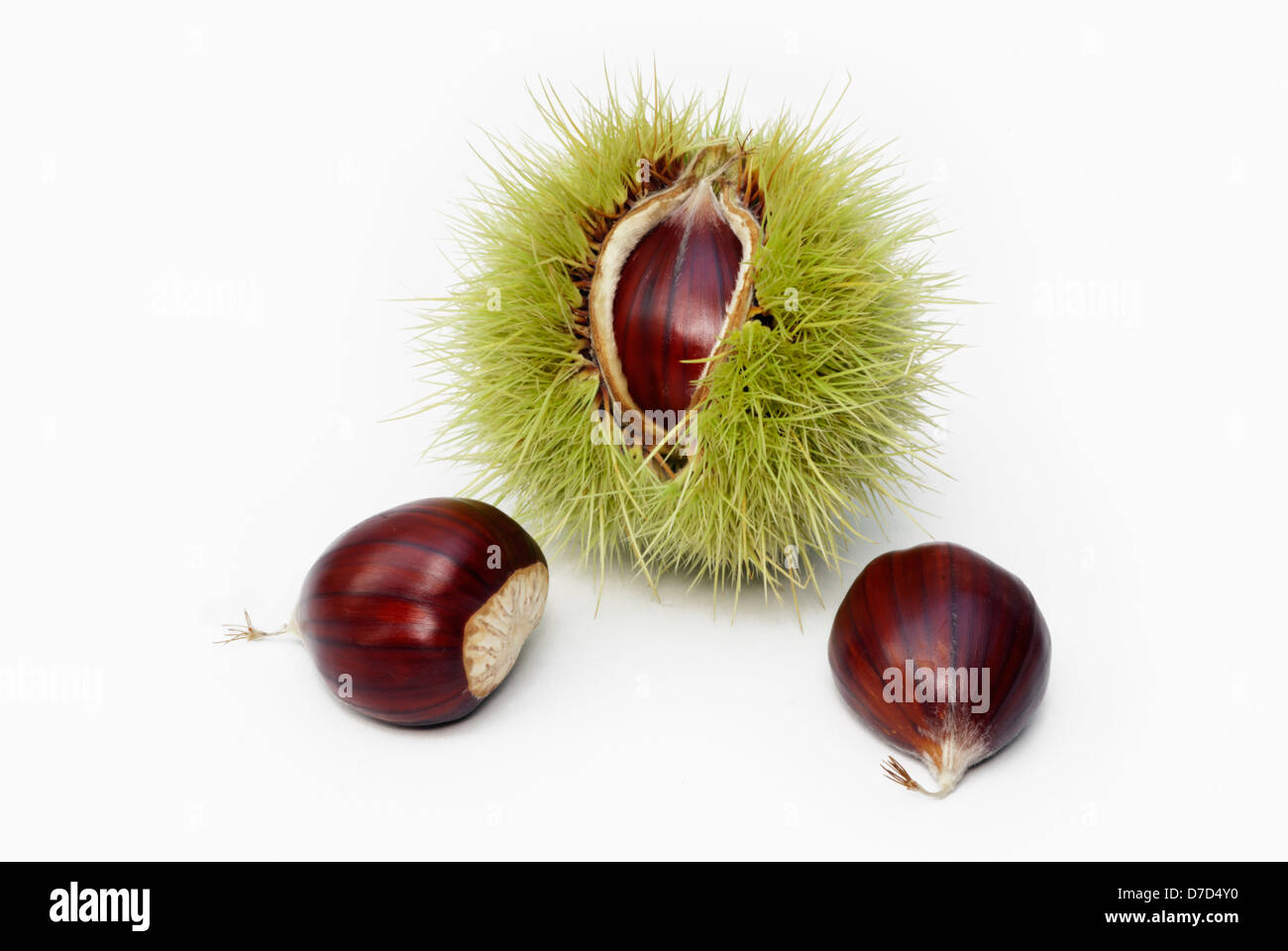 sweet chestnut fruit half open and nuts on white background Stock Photo ...
