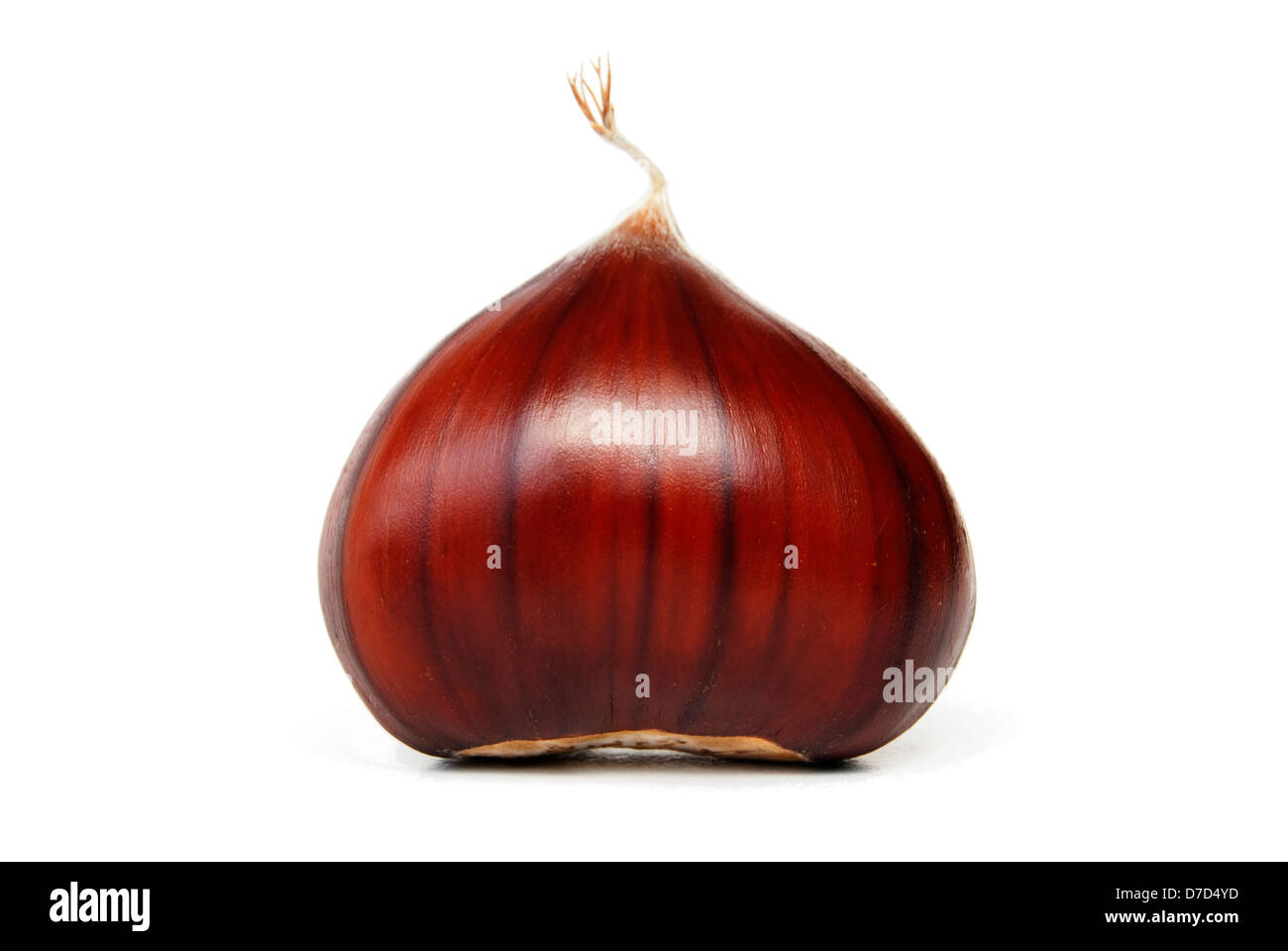 single chestnut seed close-up isolated on white background Stock Photo ...