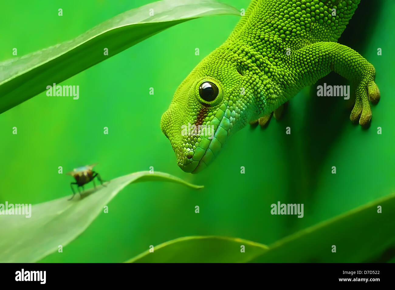 green gecko lizard on the vertikal green wall surrounded by plants ...