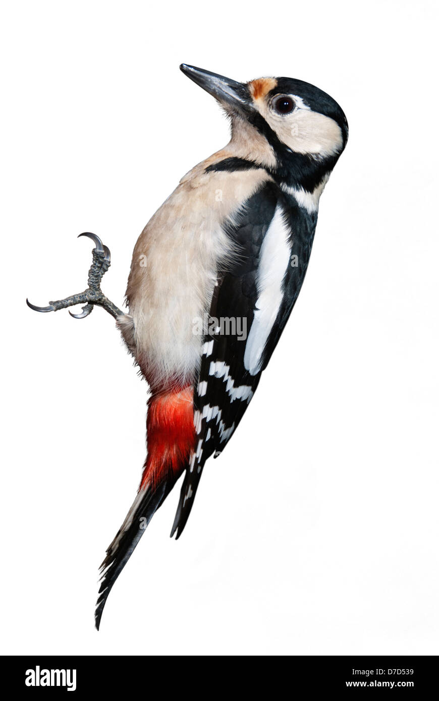 Great Spotted Woodpecker isolated on white background Stock Photo - Alamy