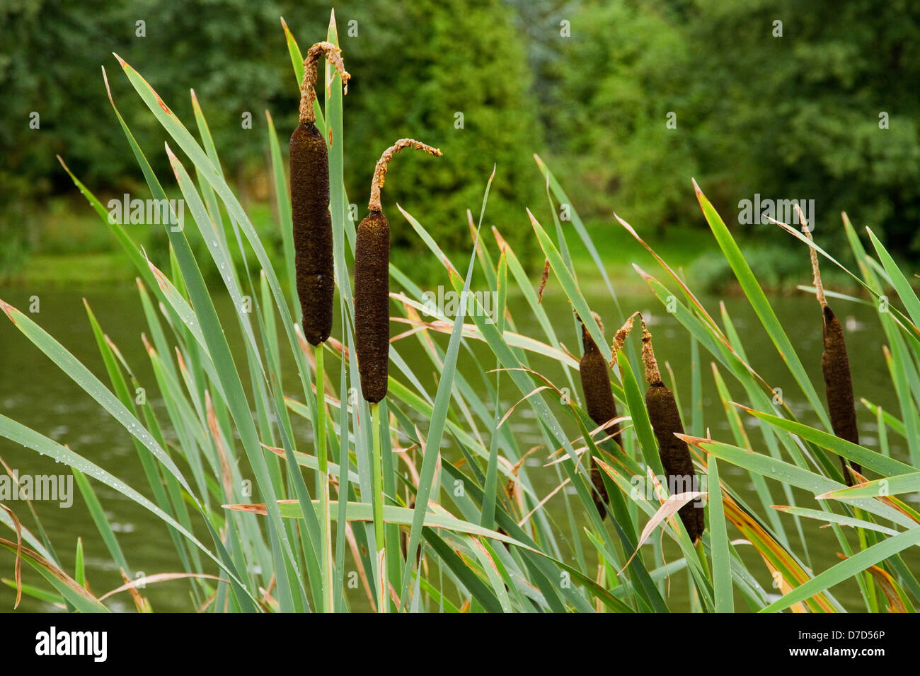 Bull rushes hi-res stock photography and images - Alamy