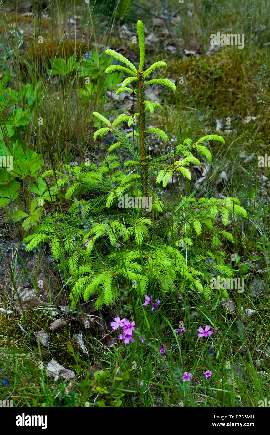 Small spruce with forest flowers Stock Photo - Alamy
