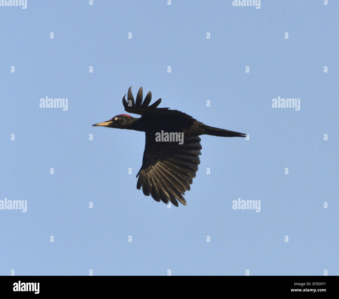 Black Woodpecker - Dryocopus martius Stock Photo - Alamy