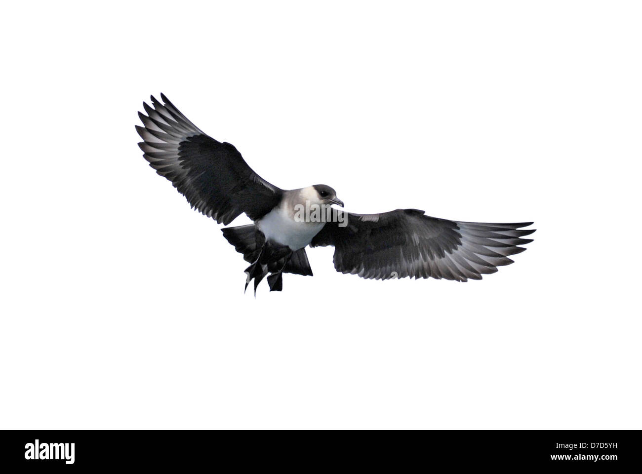 Arctic skua bird Cut Out Stock Images & Pictures - Alamy