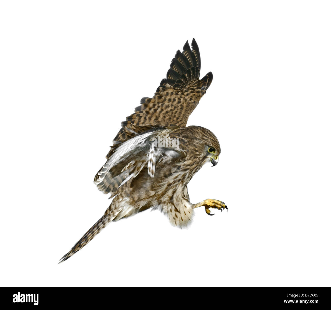 Kestrel flying cut out hi-res stock photography and images - Alamy