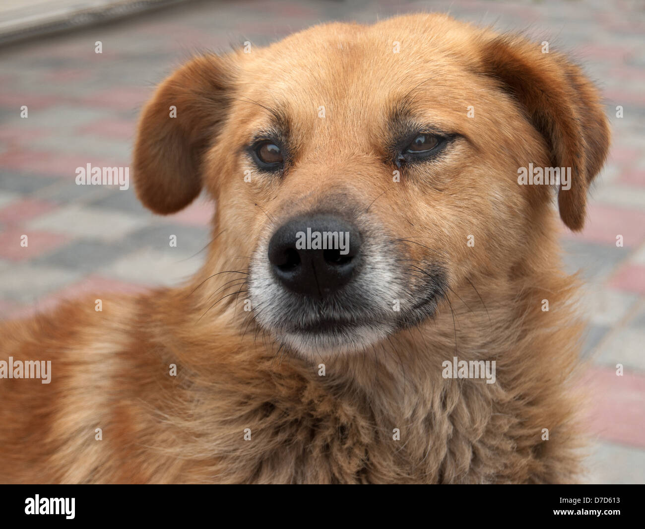 a portrait of domestic dog Stock Photo - Alamy