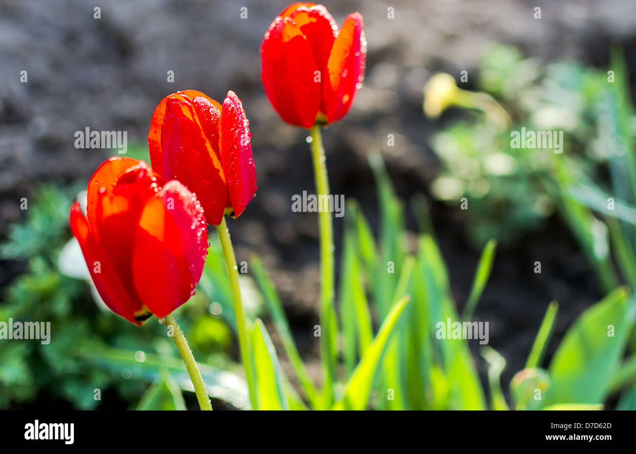 Closeup of three red tulips in the garden of the village Stock Photo ...