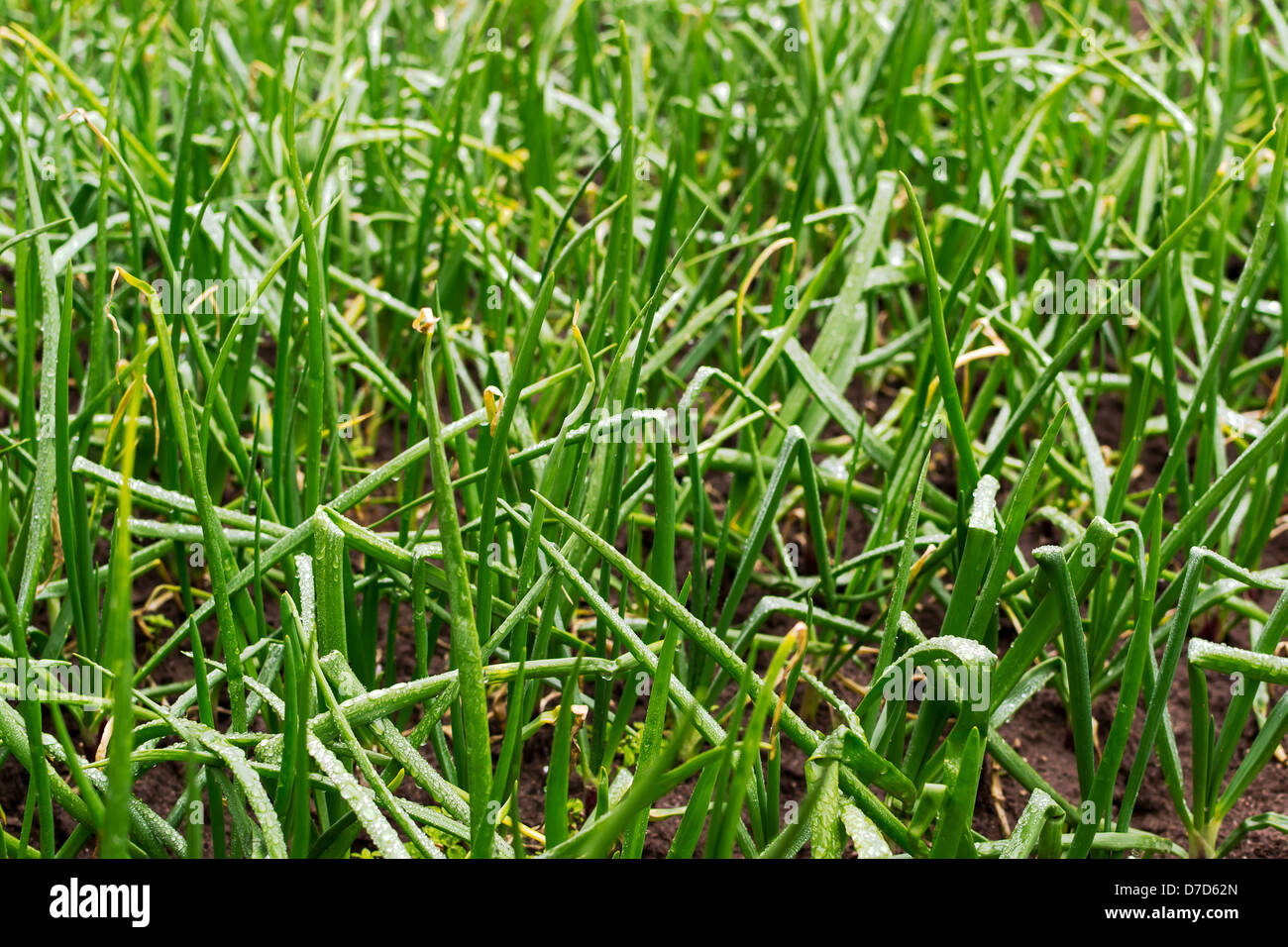 Fresh spring onions growing in a garden Stock Photo - Alamy
