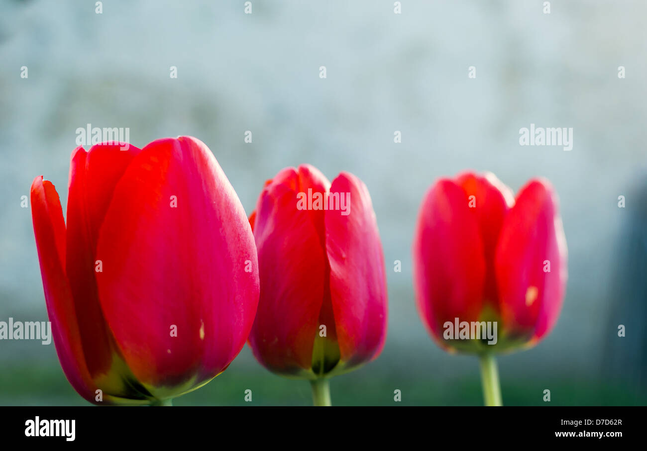 Closeup of three red tulips in the garden of the village Stock Photo ...